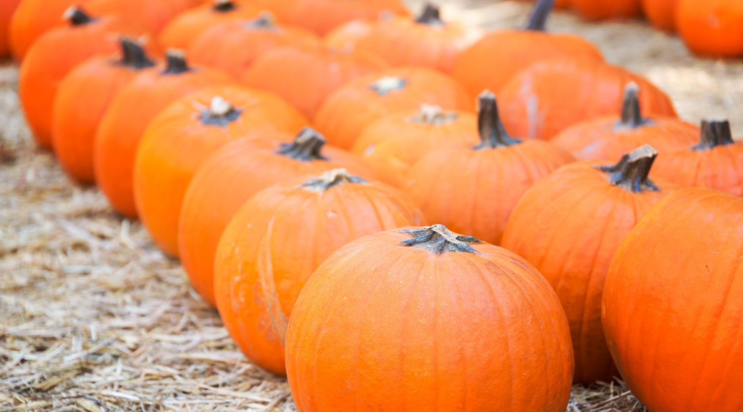 Calabasas Pumpkin Festival | EPIC-FSC